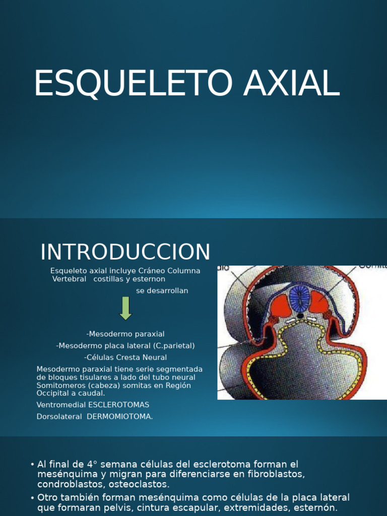 Diapositivas Esqueleto Axial | PDF | Cráneo | Vértebra