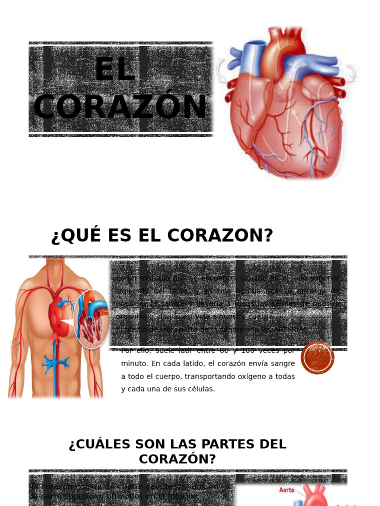 El Corazon | PDF | Corazón | Capilar