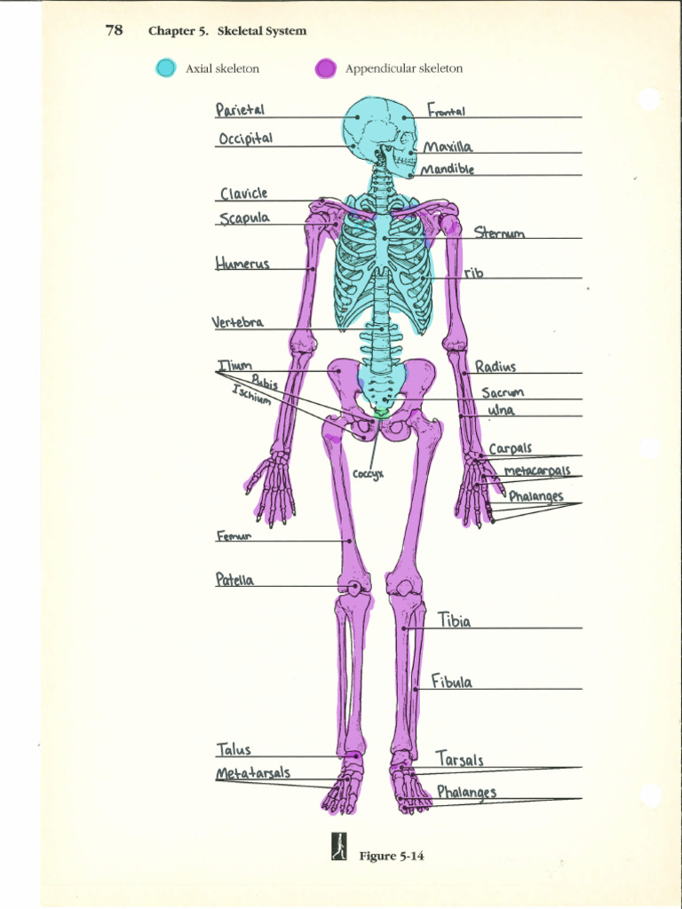 Skeleton Labeling Introduction | PDF