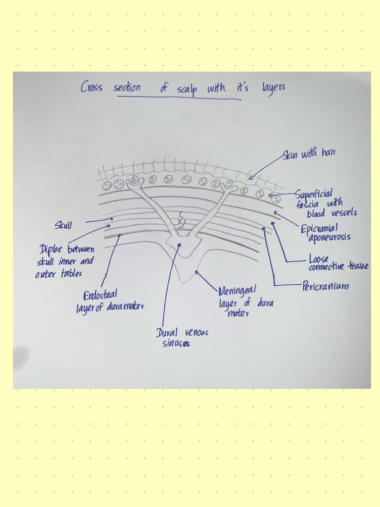 Head and Neck Diagrams | PDF