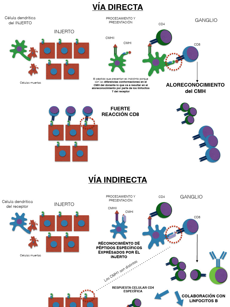 Via Directa e Indirecta | PDF | Célula dendrítica | Ganglio linfático