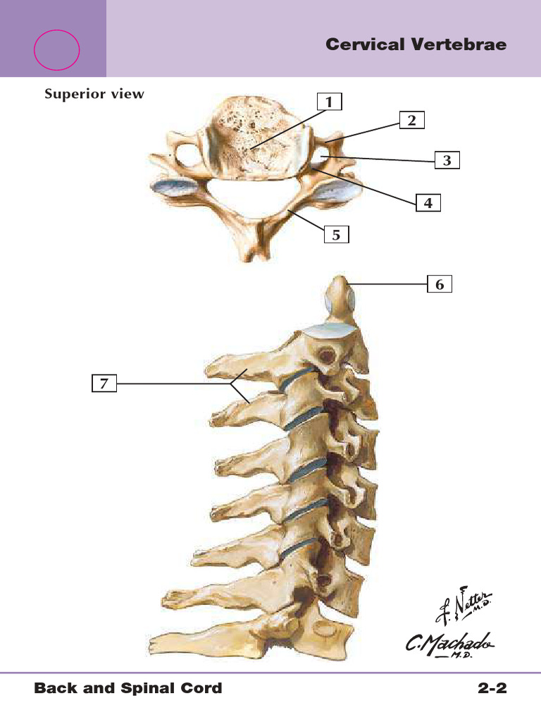 Anatomy of the Spine and Back Muscles | PDF | Vertebra | Vertebral Column