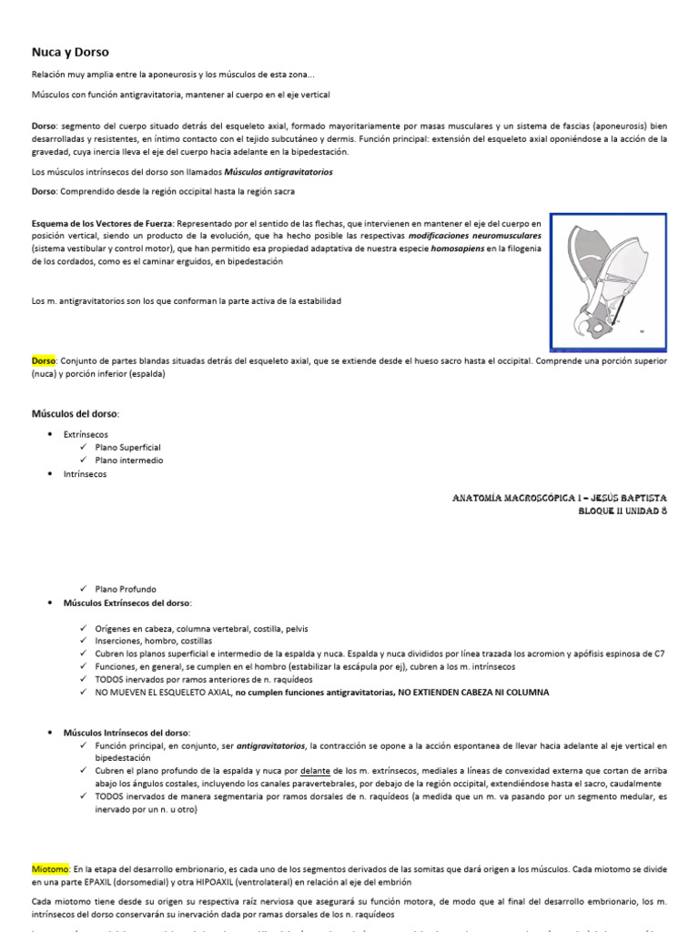 Unidad 8 - Nuca y Dorso | PDF | La columna vertebral | Anatomía de los ...