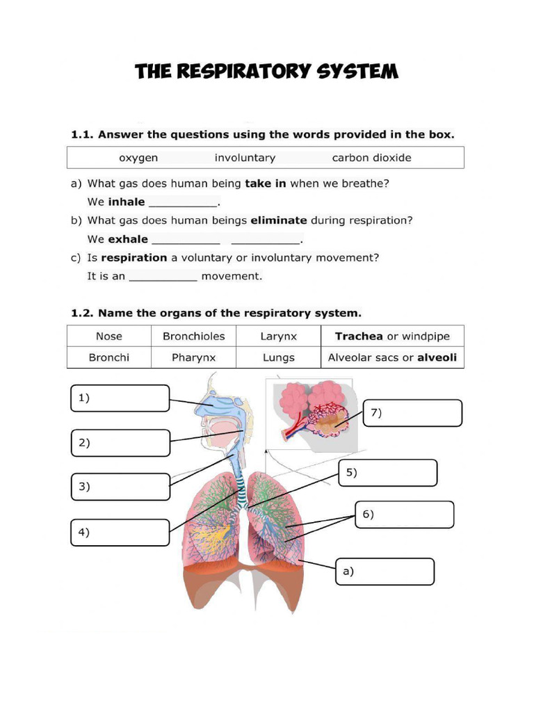 Worksheet - Respiratory System - 8F | PDF