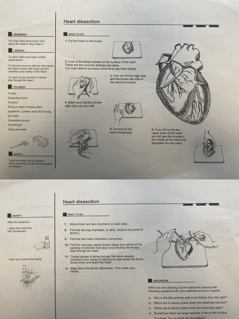 Heart Dissection Activity | PDF