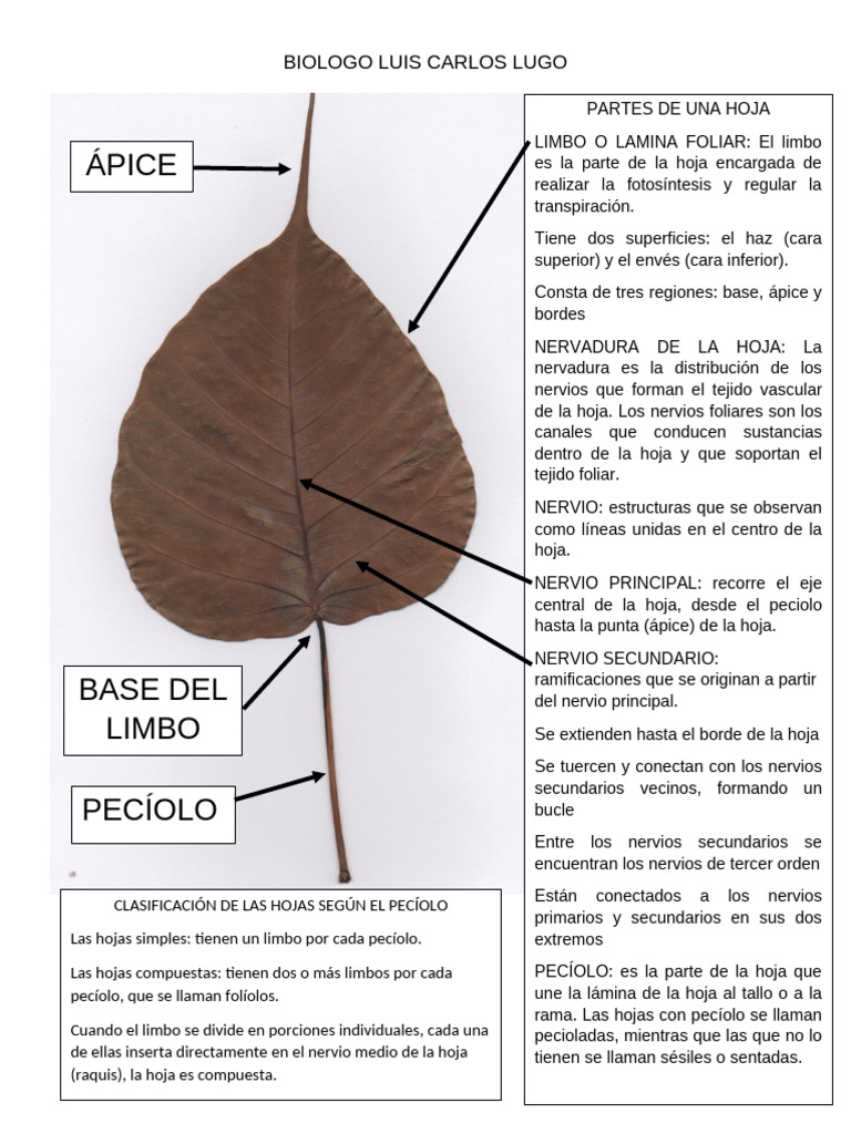Partes y funciones de la hoja | PDF | Hoja | Plantas