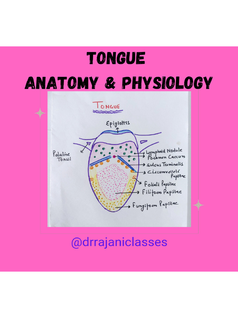 Tongue Anatomy and Physiology | PDF