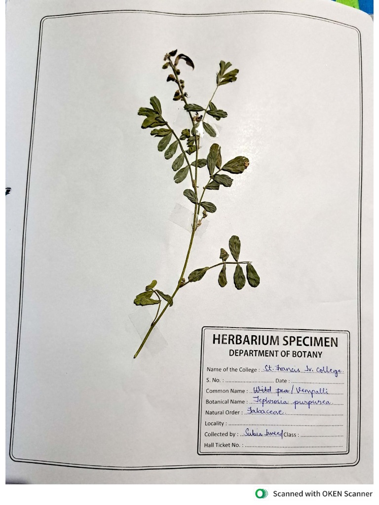 Botany Herbarium 6 | PDF