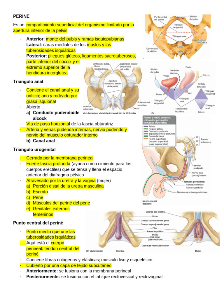 Anatomía del Periné y sus Músculos | PDF | Pelvis