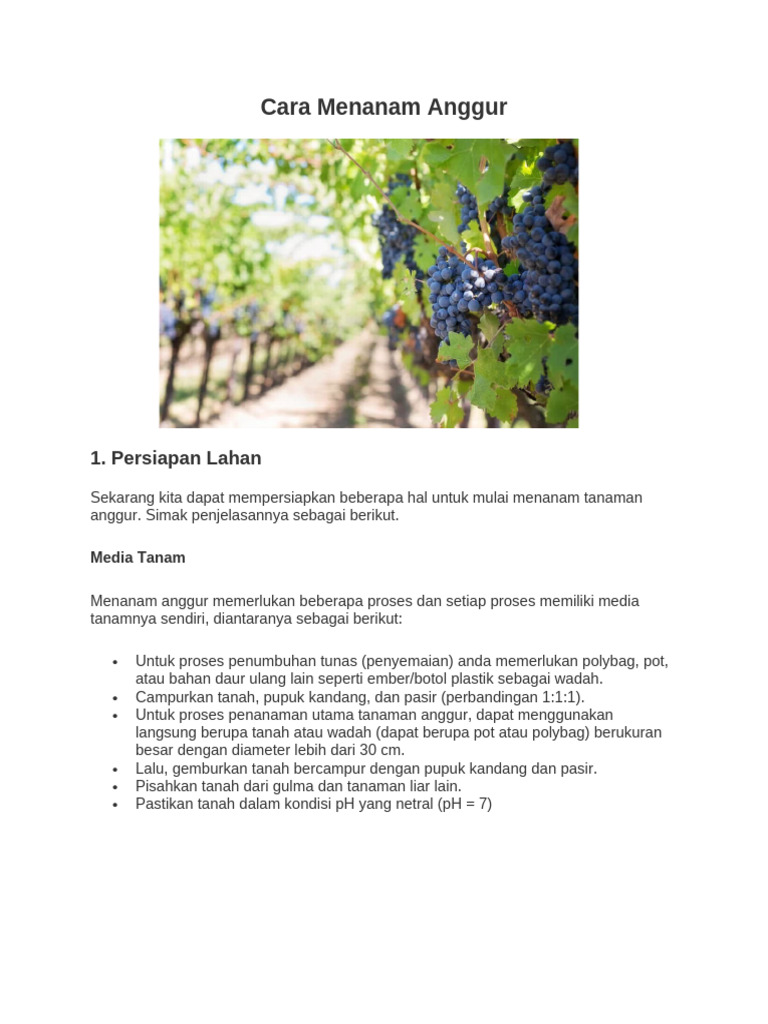 Cara Menanam Anggur | PDF