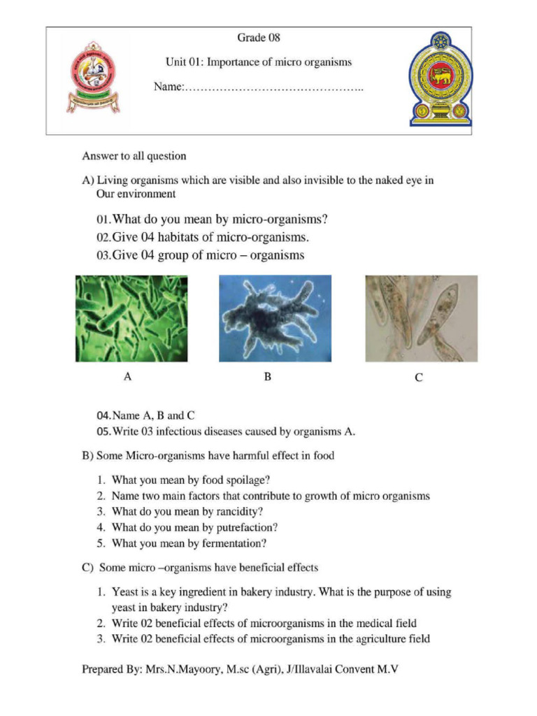 Grade 8 Unit 1 Paper | PDF