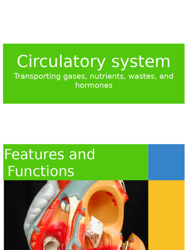 Circulatory System | PDF | Heart | Artery