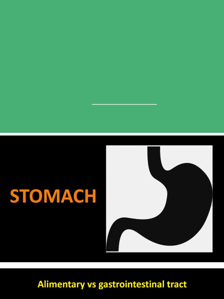 Stomach | PDF
