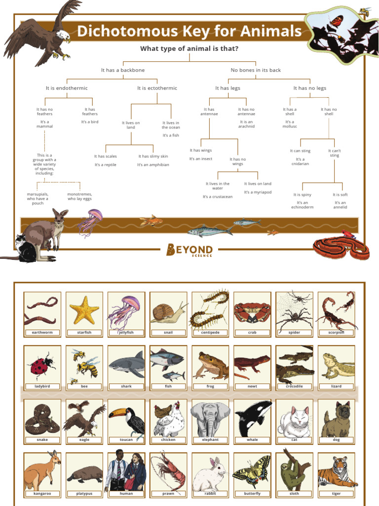 Using A Dichotomous Key Matching Game - Board Game (Animals) | PDF ...