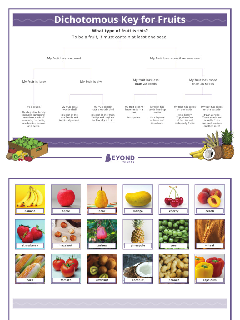 Using A Dichotomous Key Matching Game - Board Game (Fruits) | PDF