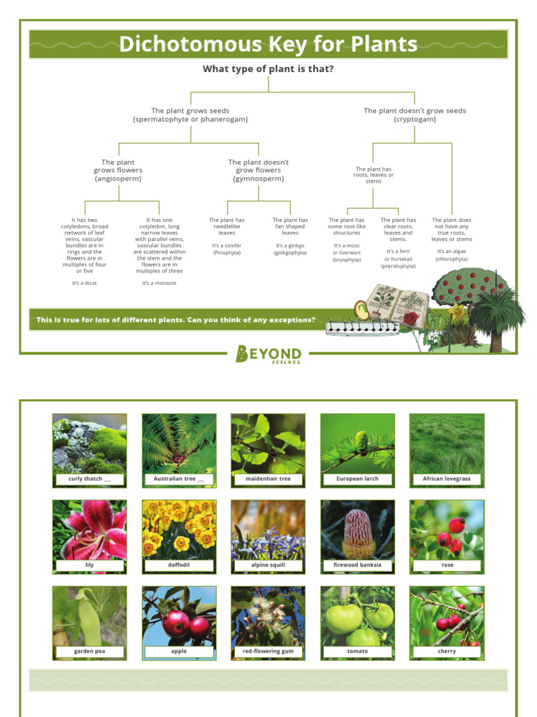 Using A Dichotomous Key Matching Game - Board Game (Plants) | PDF