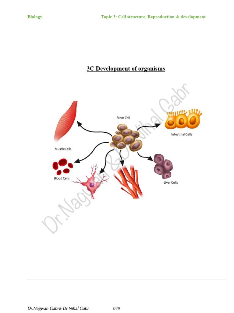 3C Development of Organisms | PDF | Sex | Fertilisation