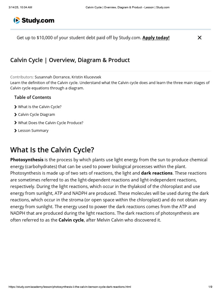 Overview of the Calvin Cycle Products | PDF | Photosynthesis ...