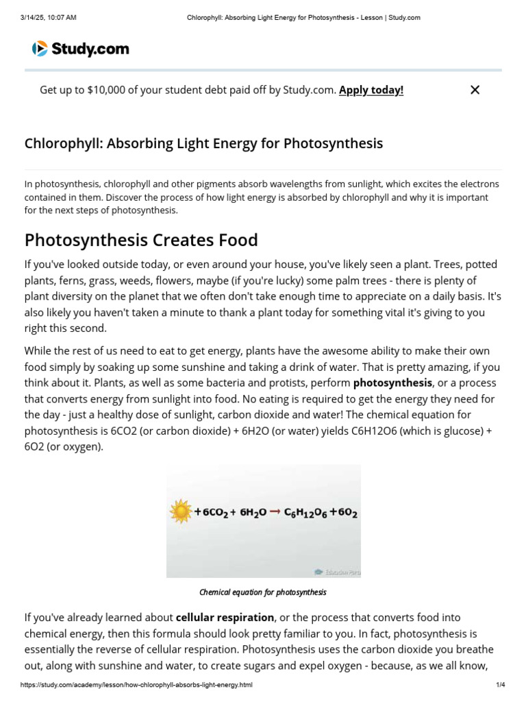 Chlorophyll - Absorbing Light Energy For Photosynthesis - Lesson | PDF ...