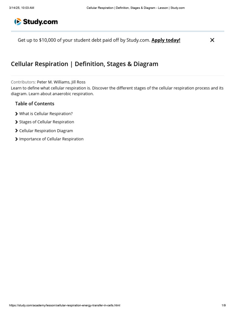 Stages of Cellular Respiration Explained | PDF | Cellular Respiration ...