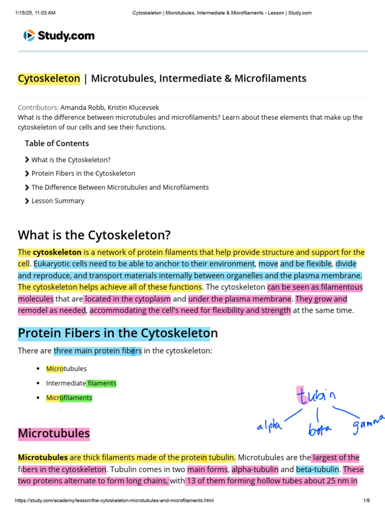 3.cytoskeleton Microtubules Intermediate Microfilaments - Lesson | PDF | Cytoskeleton | Microtubule