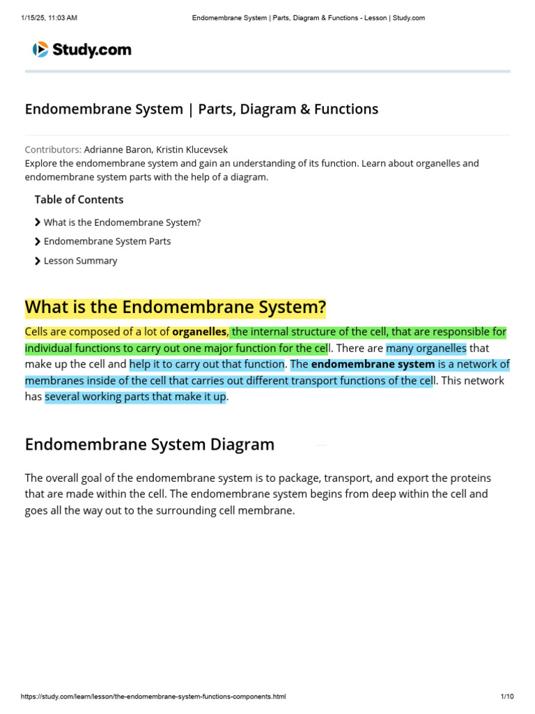 Functions of the Endomembrane System | PDF | Endoplasmic Reticulum | Biochemistry