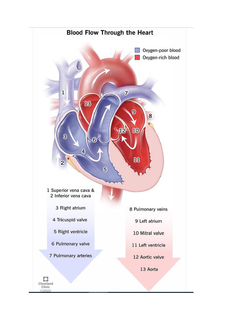 The Hearyt | PDF