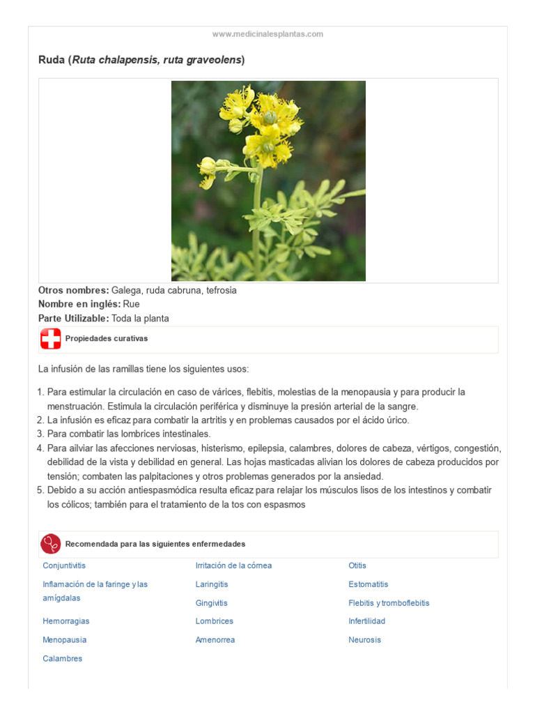 Propiedades de la Ruda y sus Usos | PDF