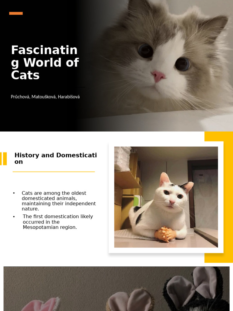 Fascinating World of Cats - Prezentace | PDF