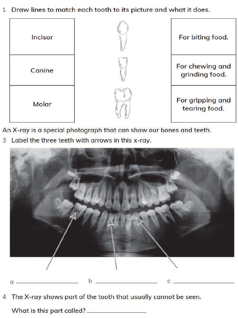 Teeth Homework | PDF