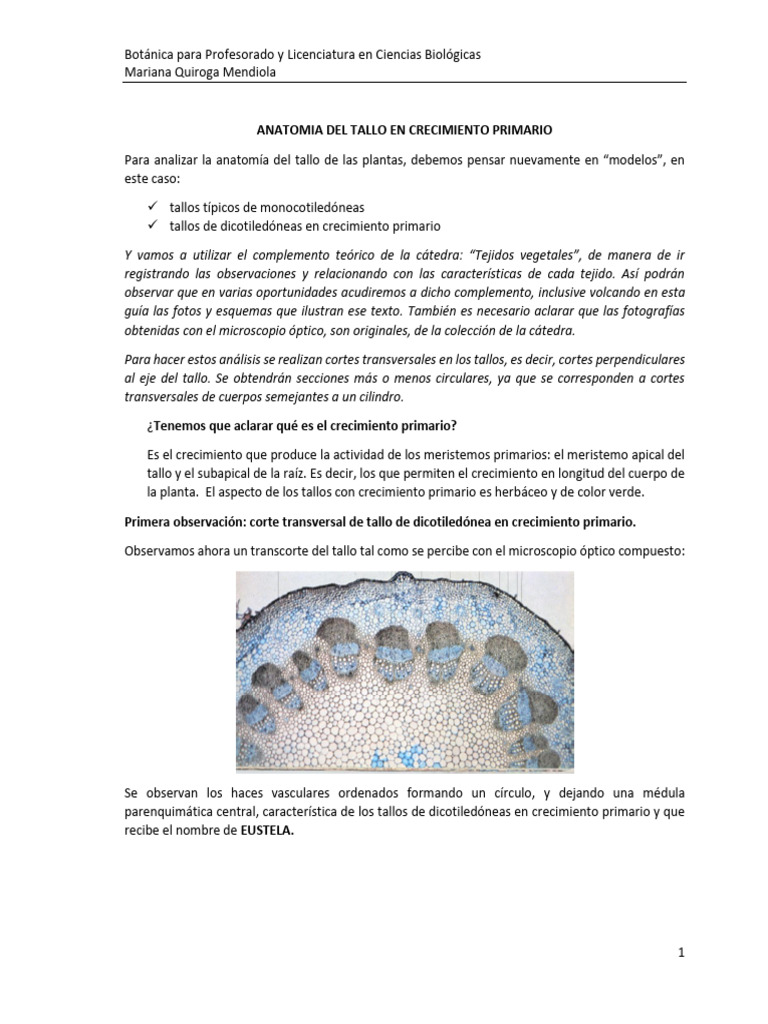 Anatomía del Tallo de Dicotiledóneas | PDF | Tallo de la planta ...
