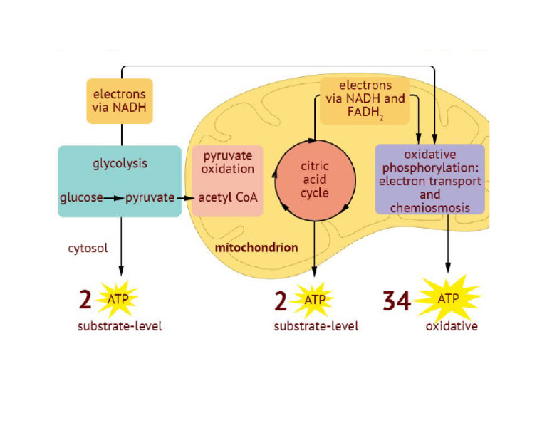 Cellular Respiration Diagram Key | PDF