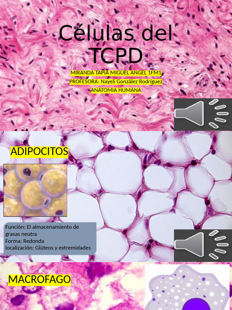 Células Del TCPD | PDF