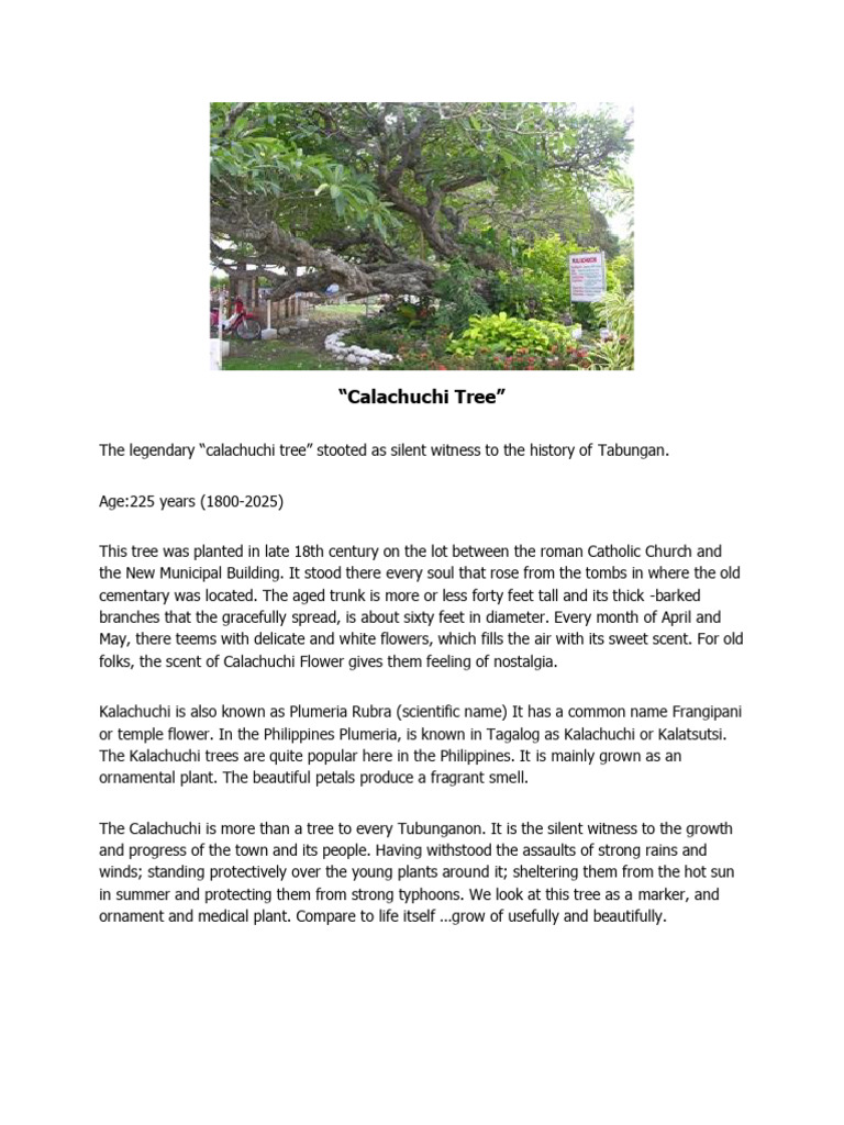 Calachuchi Tree | PDF