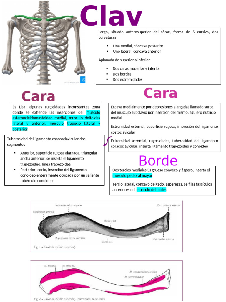 Clavicula | PDF | Sistema musculoesquelético | Hombro