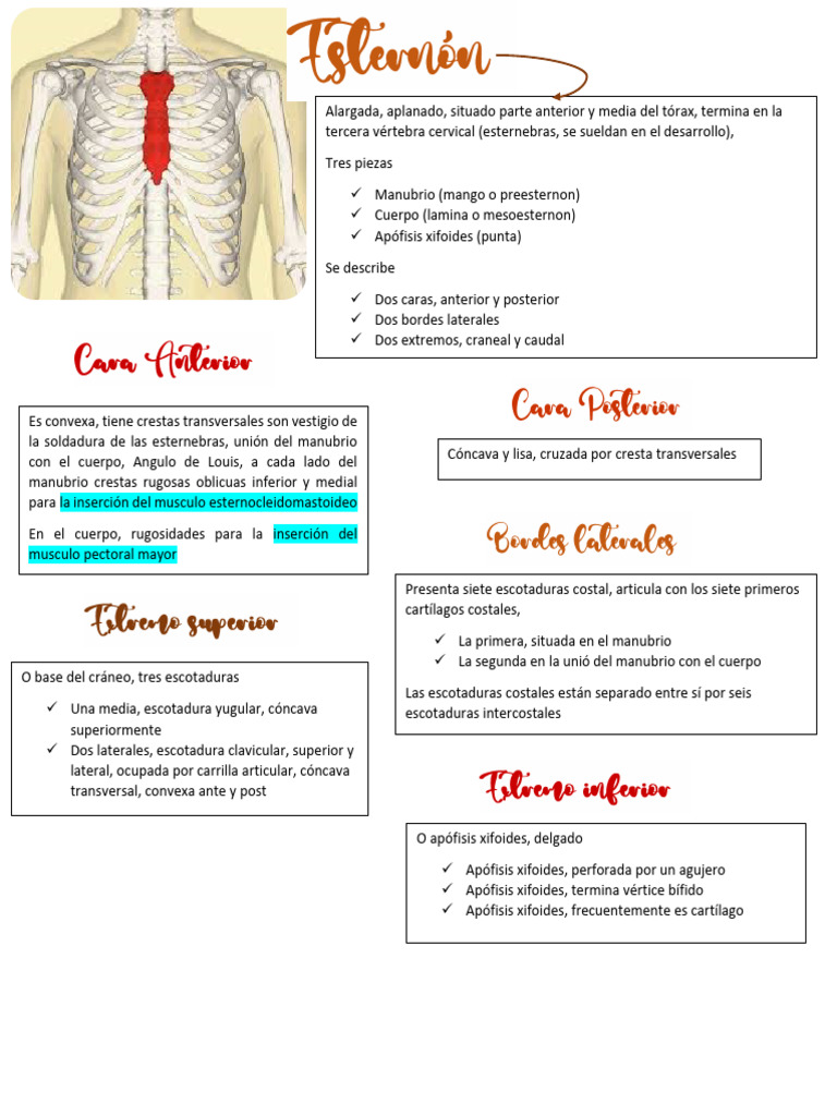 Anatomía del Esternón: Estructura y Función | PDF | Sistema esquelético ...