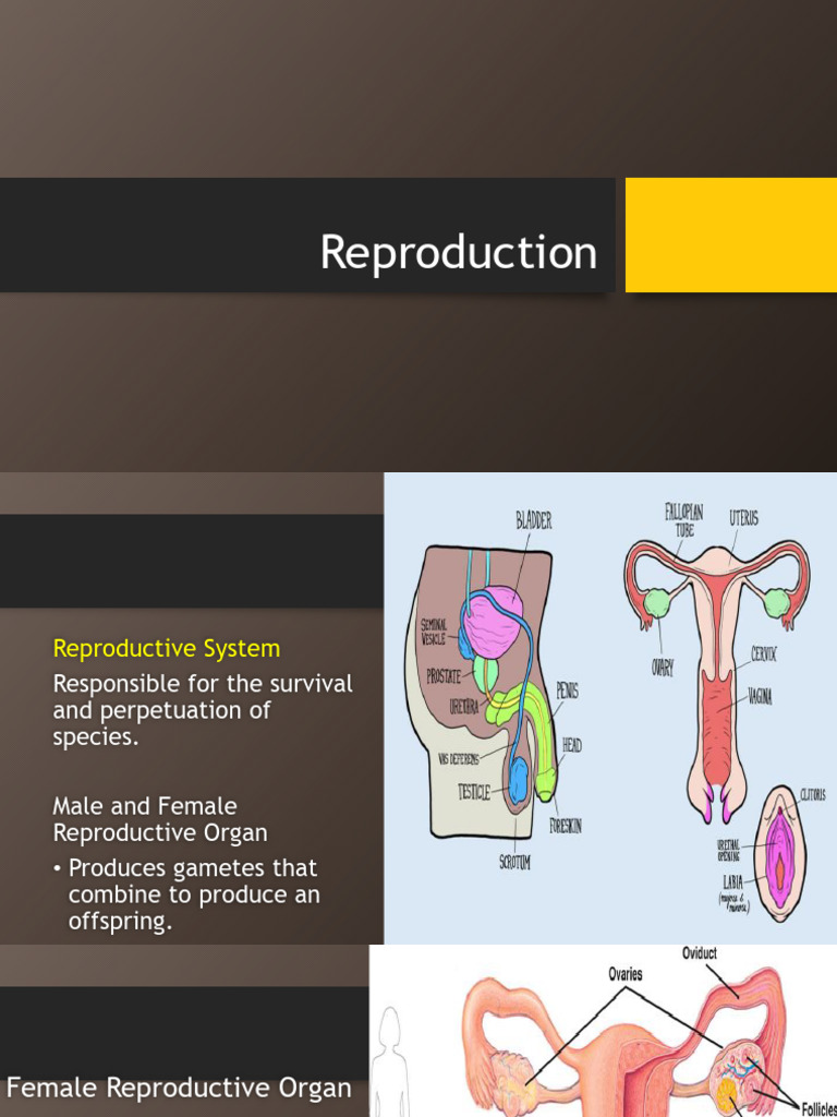 Week 26 Biology Reproductive System | PDF | Reproductive System ...
