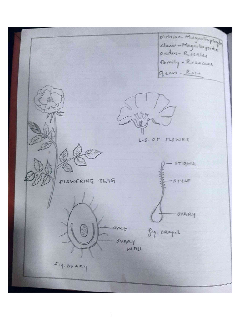 Dse 3 (Horticulture) - 1 | PDF