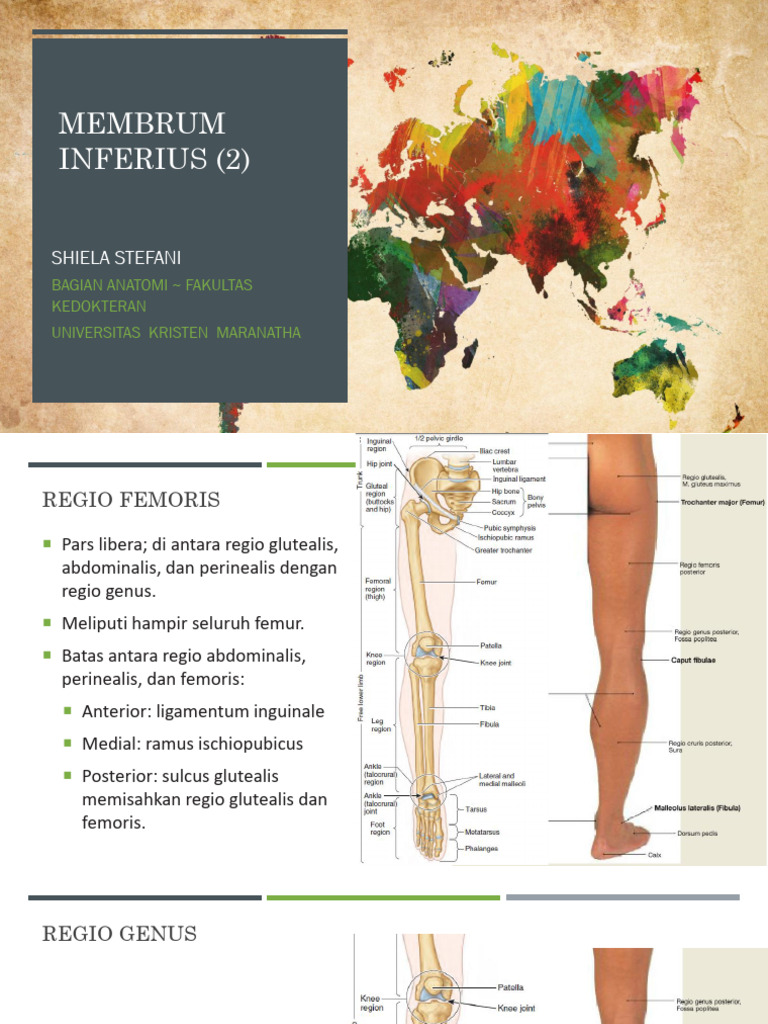 Anatomi Membrum Inferius dan Genus | PDF