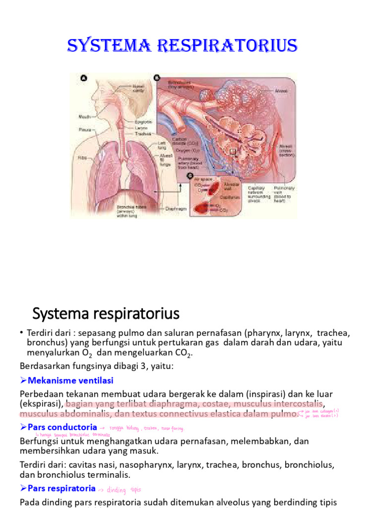 Histologi dan Struktur Systema Respiratorium | PDF