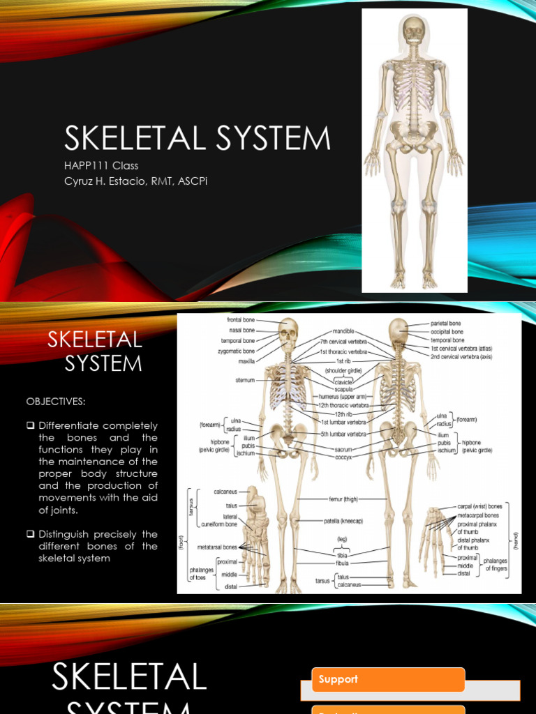 Week 5 - Skeletal System (Lab) | PDF | Vertebral Column | Anatomical ...