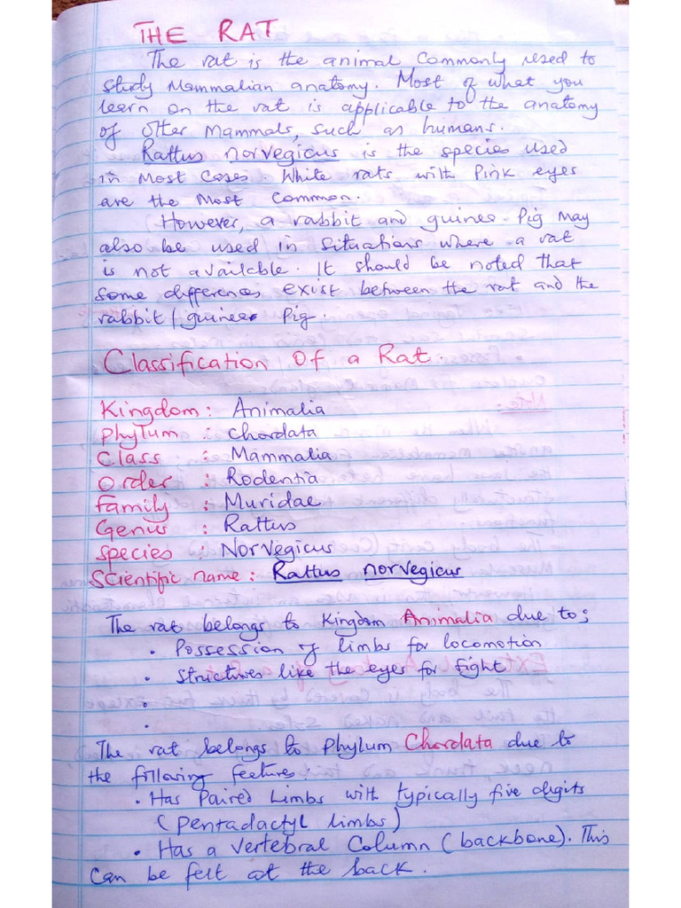 Biology Practical THE RAT | PDF