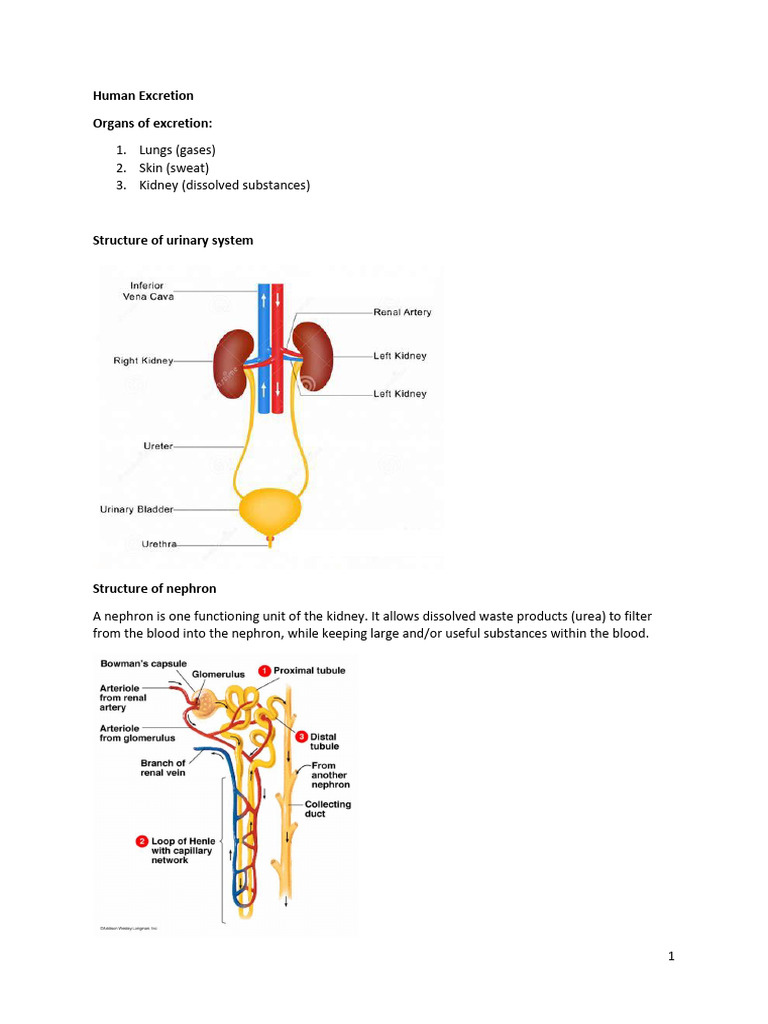 Human Excretion IGCSE | PDF
