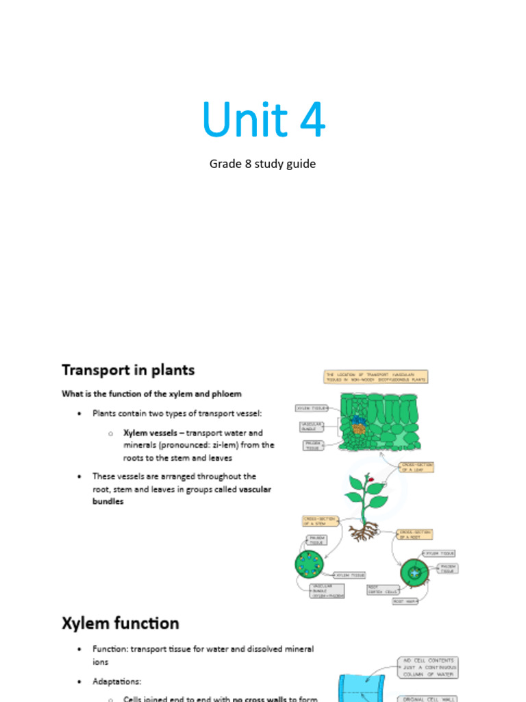 Grade 8 Unit 4 Study Guide | PDF | Kidney | Root