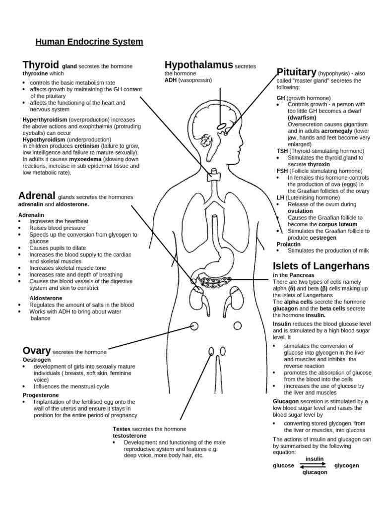 Endocrine System and Negative Feedback | PDF | Luteinizing Hormone | Thyroid Stimulating Hormone