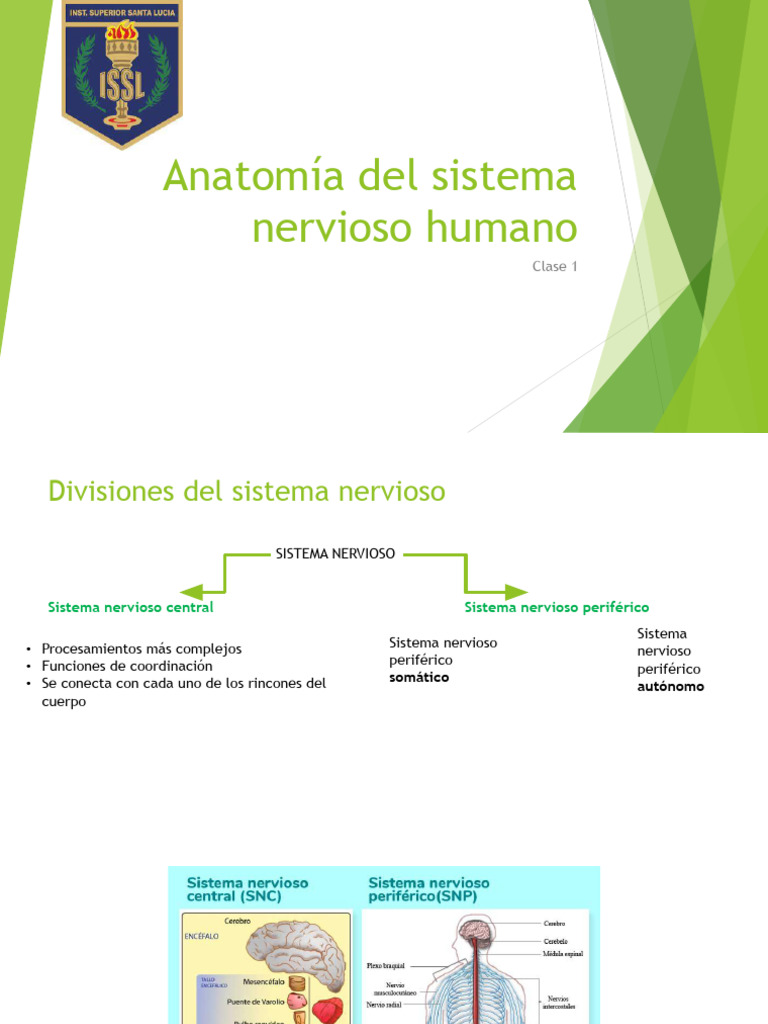 1 Anatom-A Del Sistema Nervioso Humano | PDF | Cerebro | Sistema nervioso central