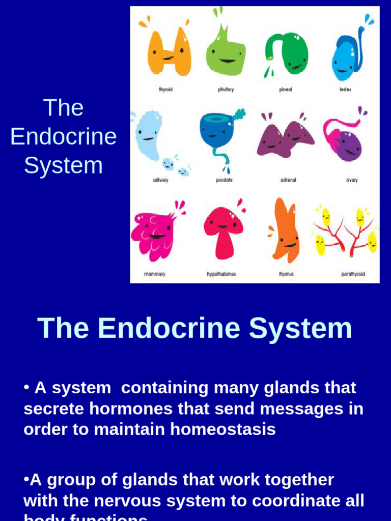 The Endocrine System | PDF | Endocrine System | Hormone