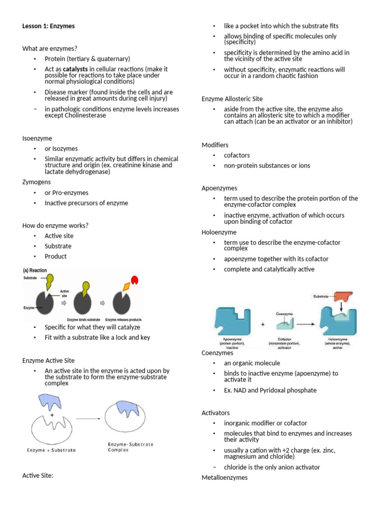 Understanding Enzymes: Functions and Classes | PDF | Enzyme | Alanine ...