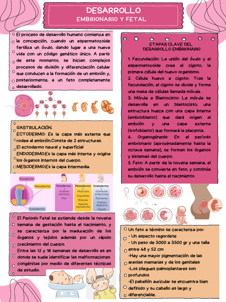 Desarrollo Embrionario y Fetal 20250315 134733 0000 | PDF | Embrión ...