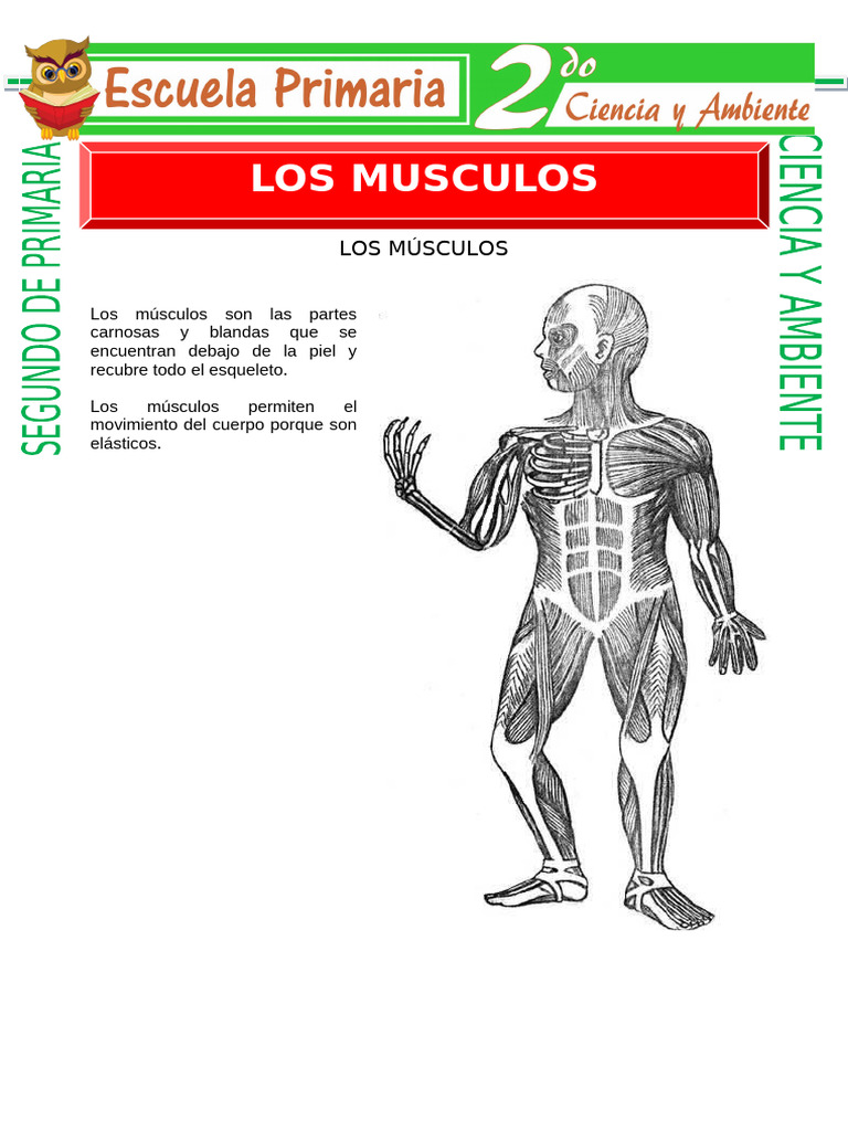 Los Musculos para Segundo de Primaria | PDF | Músculo | Sistema ...